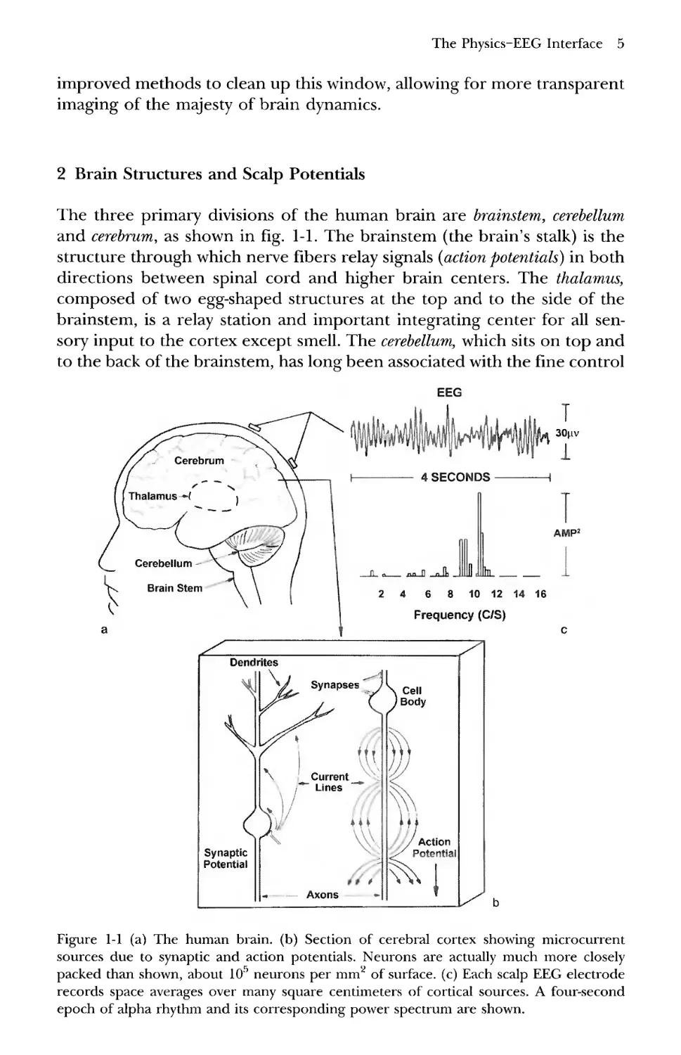 Electric Fields of the Brain - Nunez P.L., Srinivasan R. - 2005